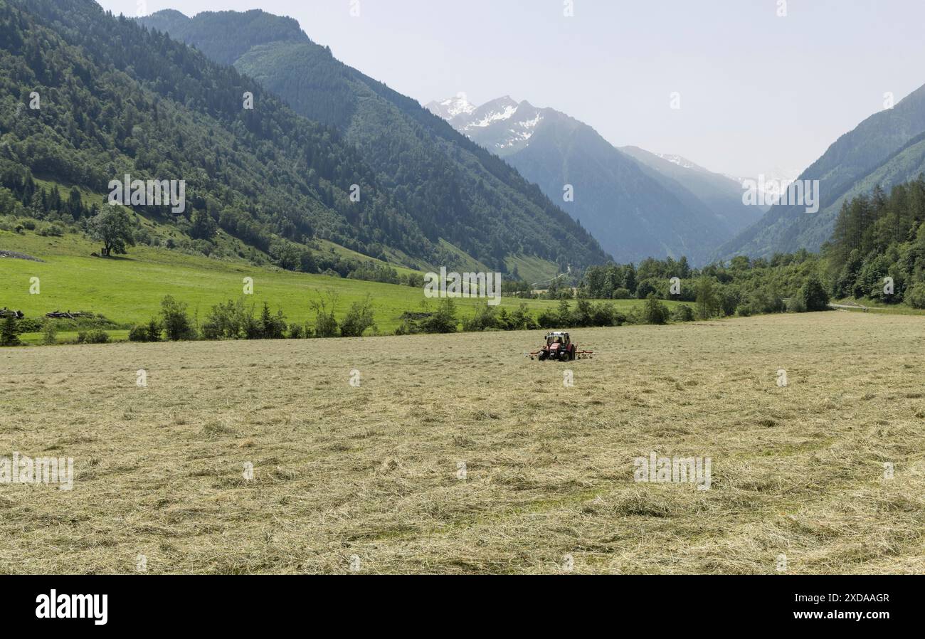 Landscape, mowing, tractor, hay harvest, grass, meadow, fodder, pinzgau ...