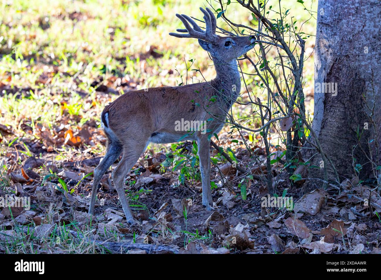 Pampas deer (Ozotoceros bezoarticus) Pantanal Brazil Stock Photo - Alamy