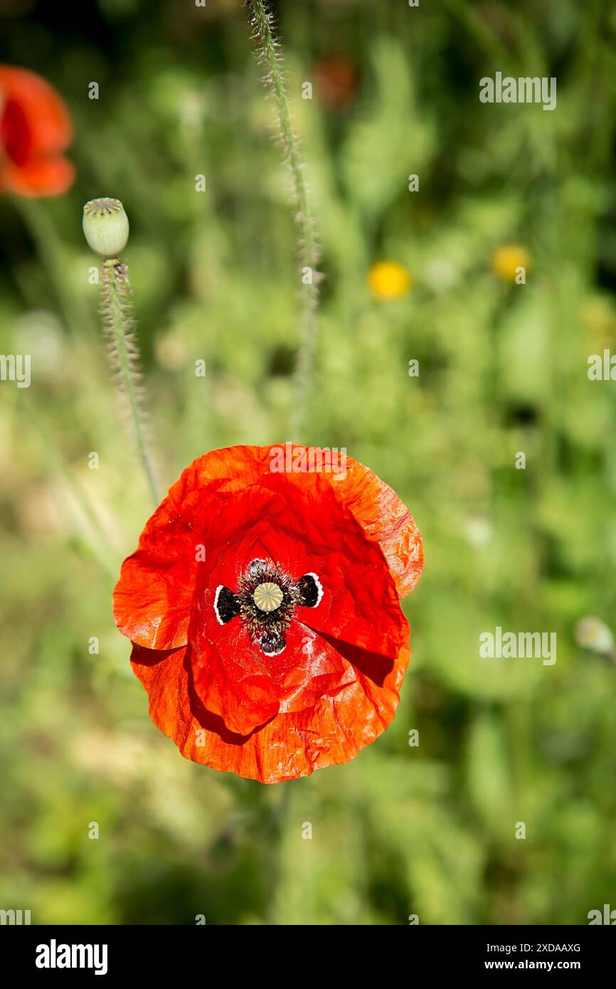 A single red poppy flower (Papaver) in a sunny garden with a green ...