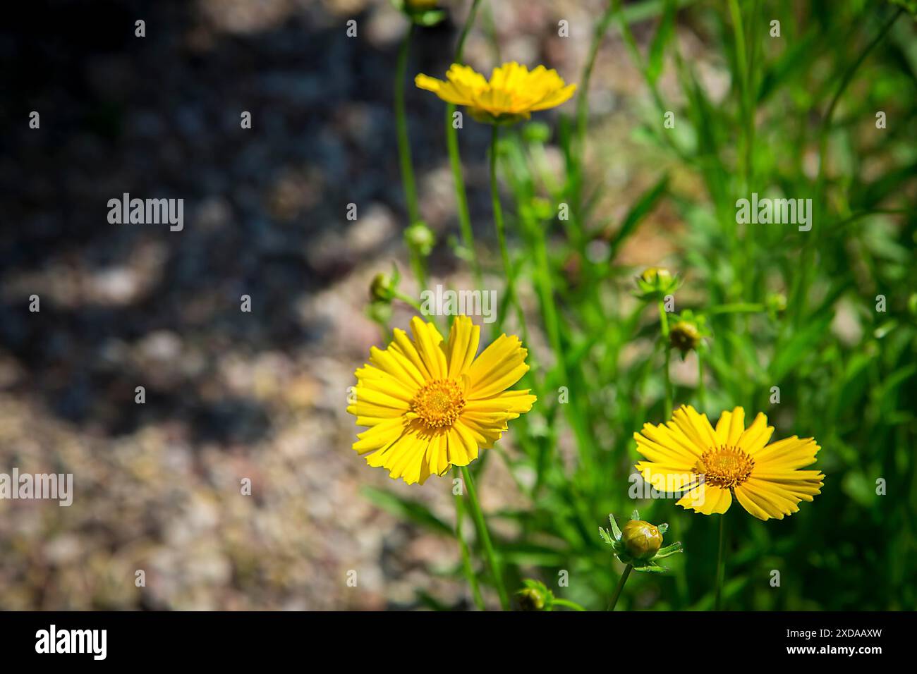 Lively scene in nature hi-res stock photography and images - Alamy