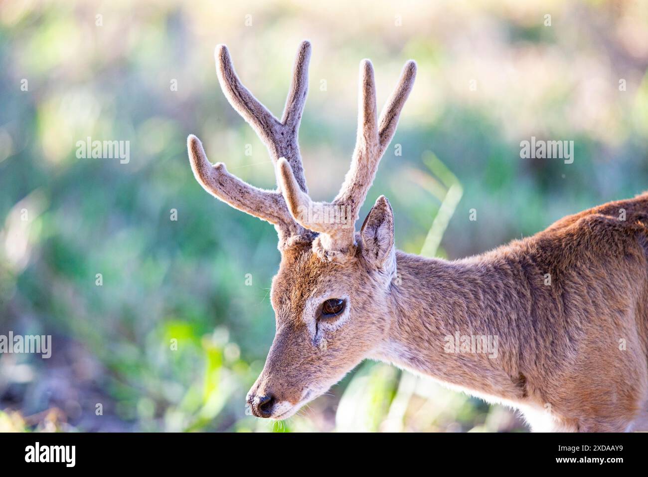 Pampas deer (Ozotoceros bezoarticus) Pantanal Brazil Stock Photo - Alamy