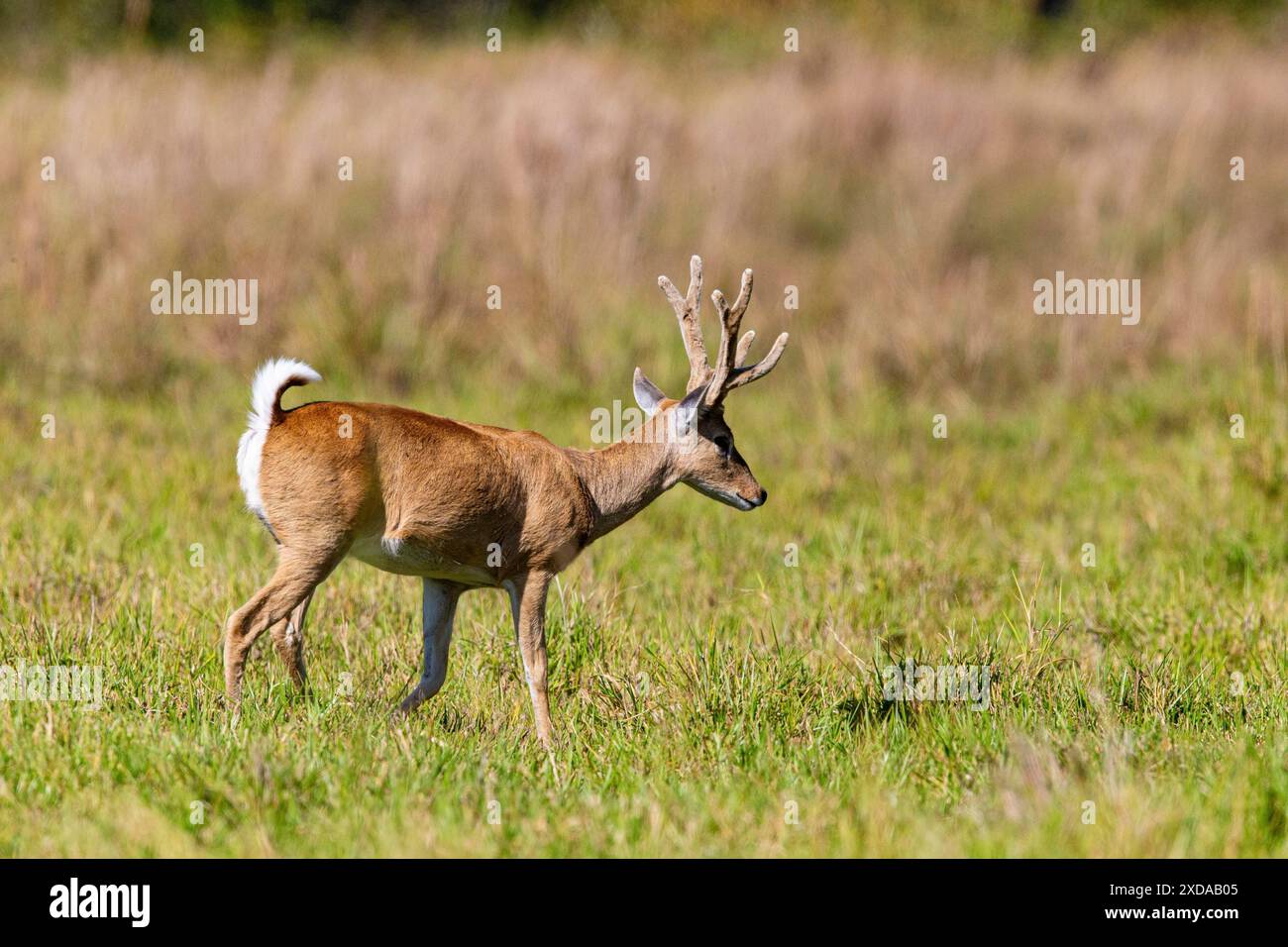 Pampas deer (Ozotoceros bezoarticus) Pantanal Brazil Stock Photo - Alamy