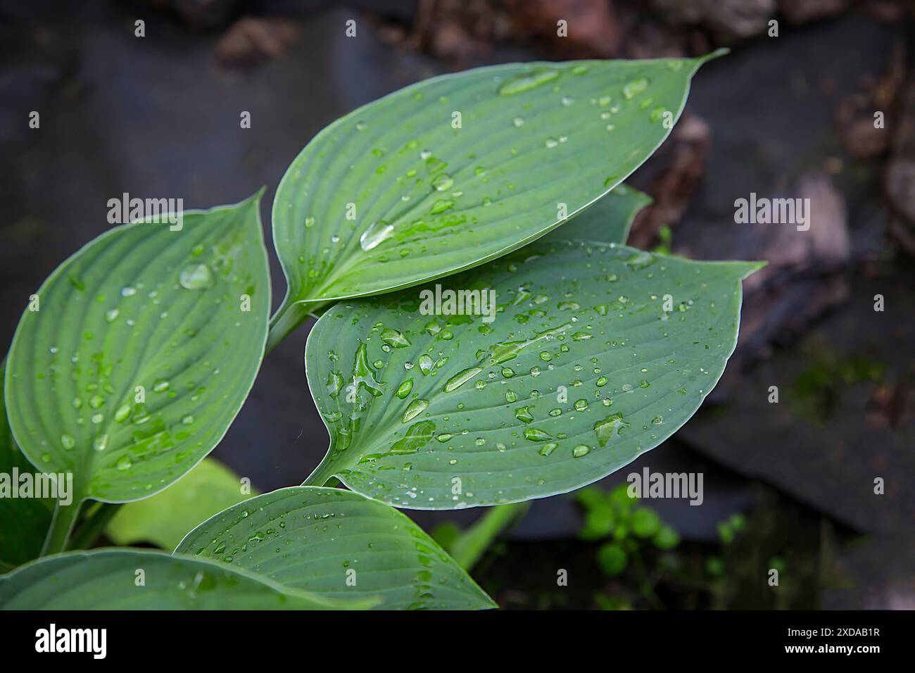 Three green leaves (Hosta) with water droplets on their surface ...
