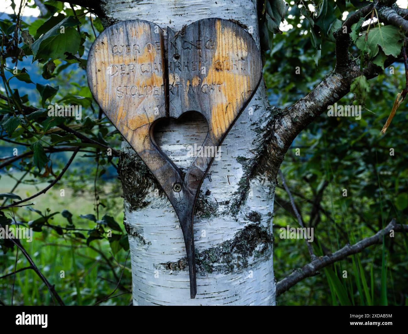 Carved heart on birch trunk, motto, Gaishorn am See, Styria, Austria ...