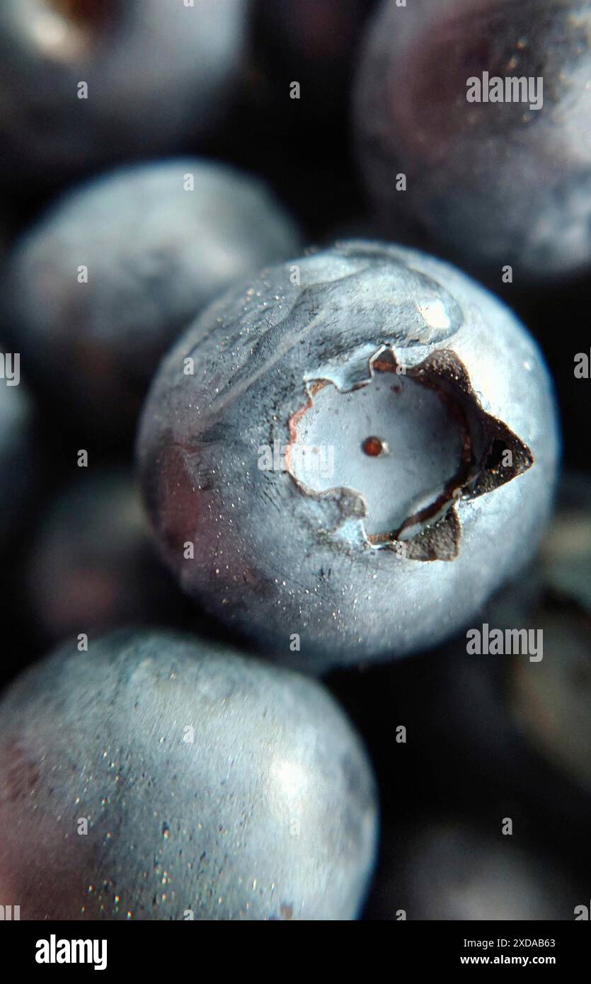 Close-up view of fresh blueberries highlighting their natural texture ...
