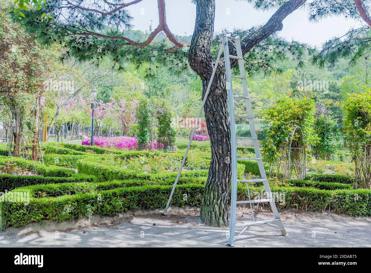 A ladder leaning against a tree in a well-maintained garden with ...