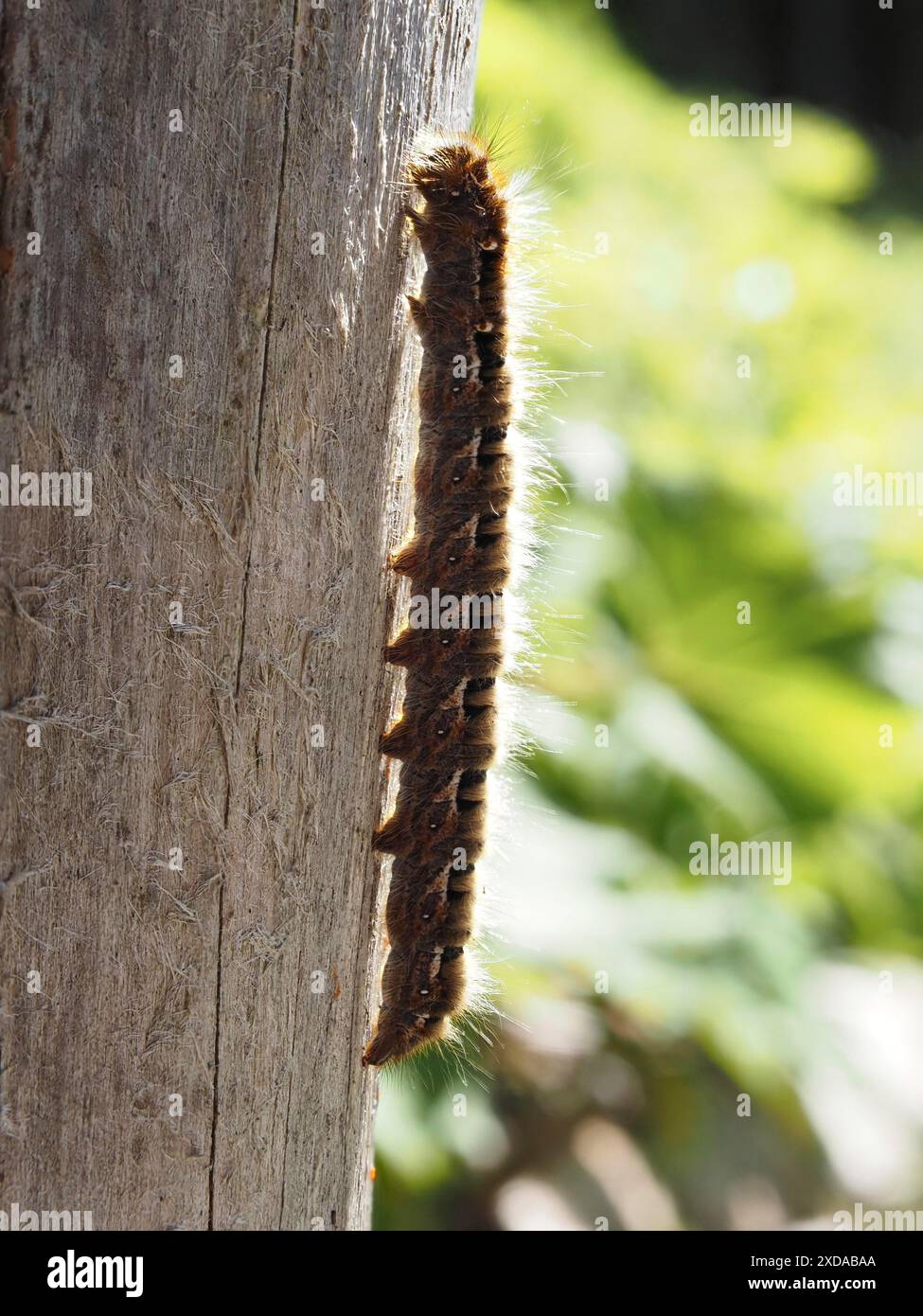 Caterpillar on log hi-res stock photography and images - Alamy