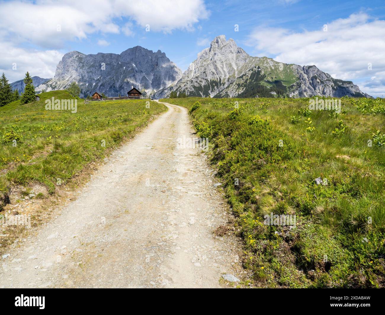 Forest path to Moedlinger Huette, behind Admonter Kaibling, Admonter ...