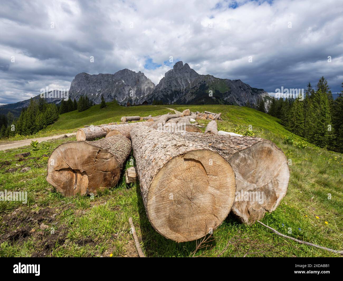 Felled tree trunks, forest path to the Moedlinger Huette, behind ...
