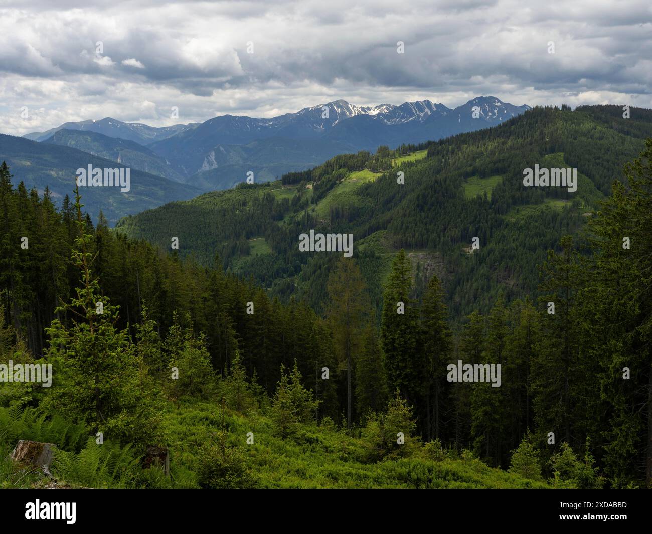Forest landscape, mountain peak in the background, Rottenmanner Tauern ...