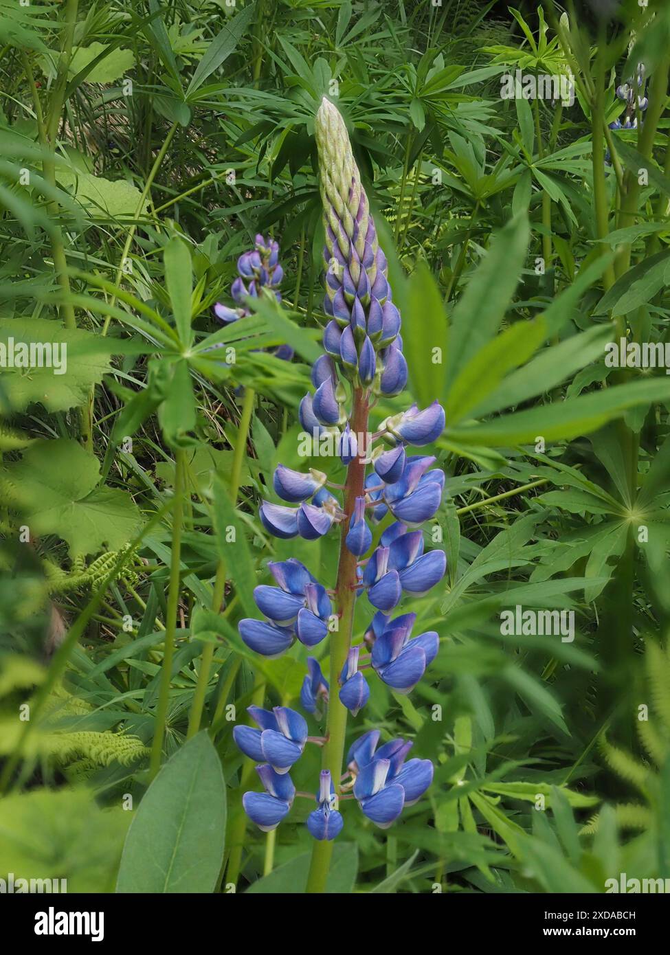 Lupinia (Lupinus), butterfly plant (Fabaceae), near Gaishorn am See ...
