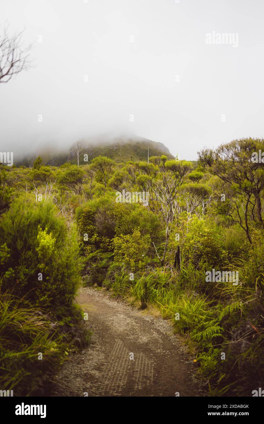 A misty forest path surrounded by green plants and bushes, Coromandel ...