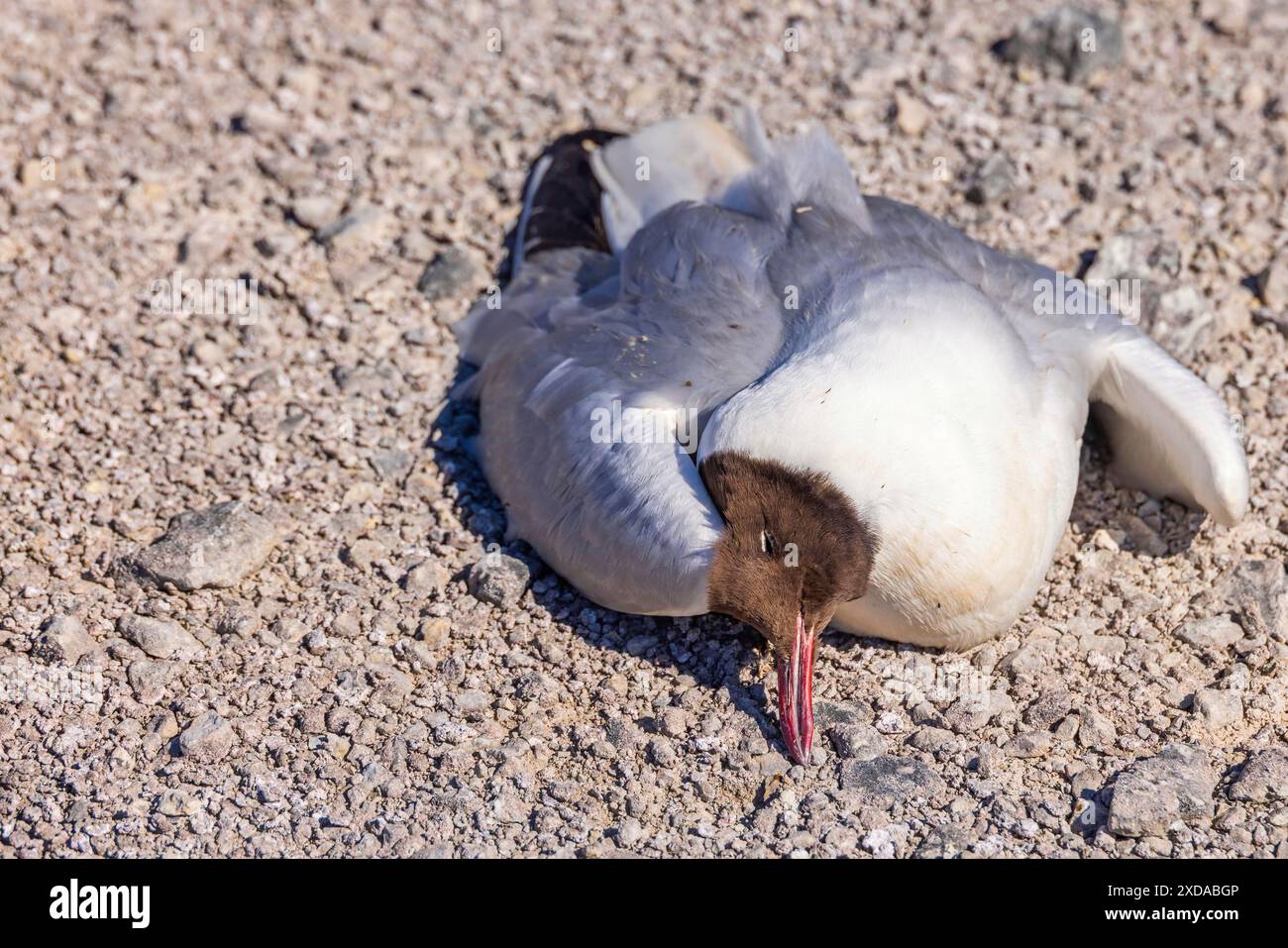 Black-headed gull laying dead on the ground due avian influenza Stock ...