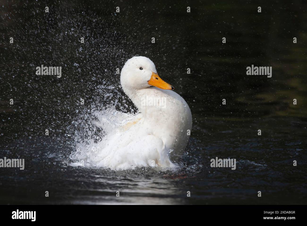 White pekin (Anas platyrhynchos domesticus) duck domesticated farm bird ...