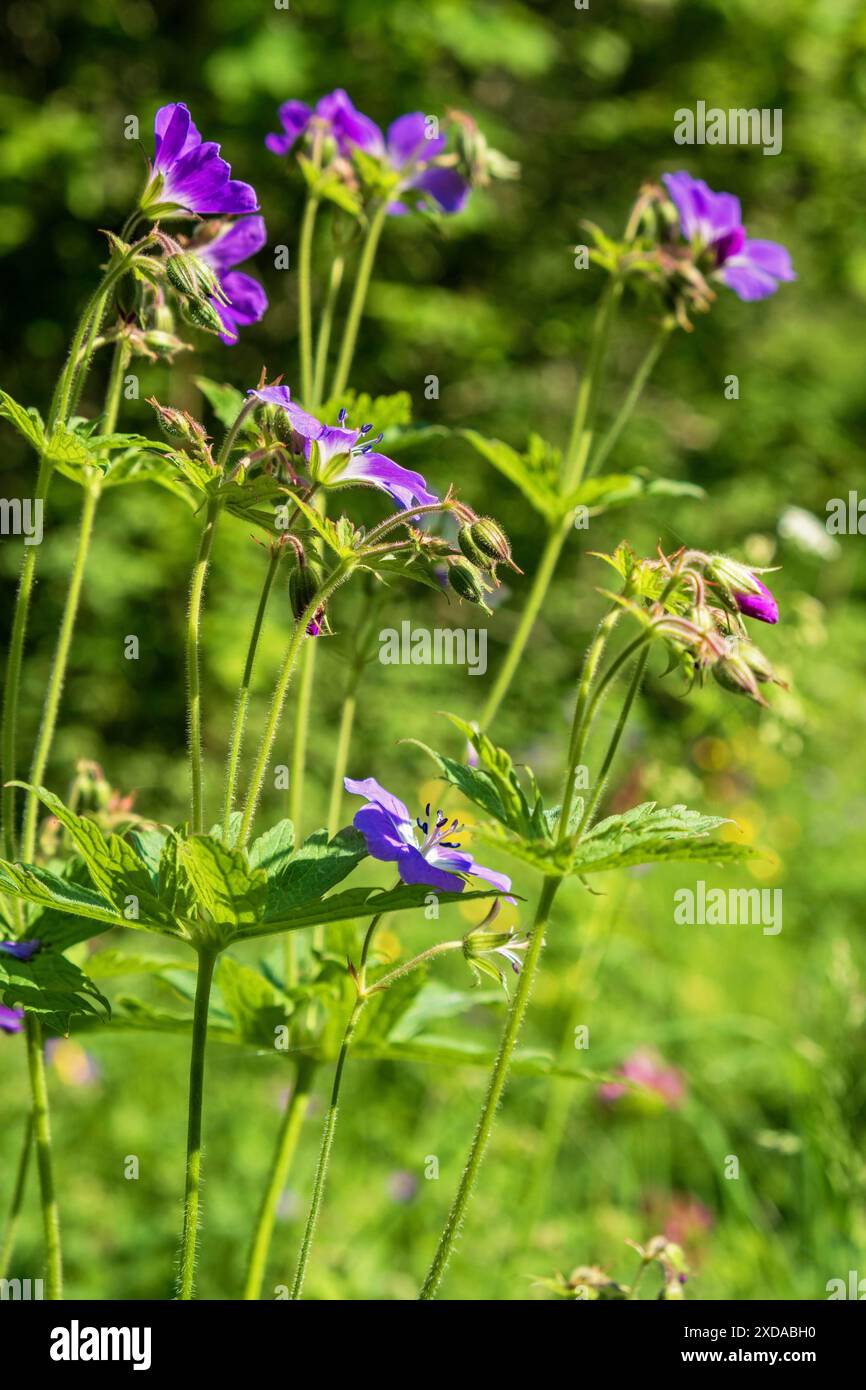 Wood cranesbill (Geranium sylvaticum) in bloom a sunny summer day on a ...