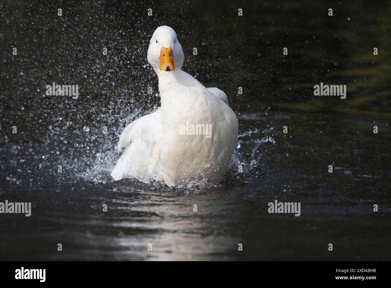 European pekin duck hi-res stock photography and images - Alamy