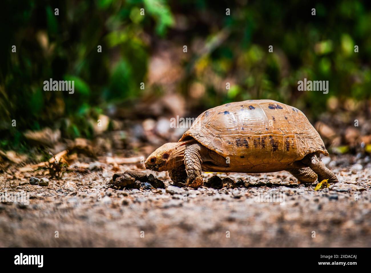 Elongated tortoise in the nature, Indotestudo elongata Stock Photo - Alamy