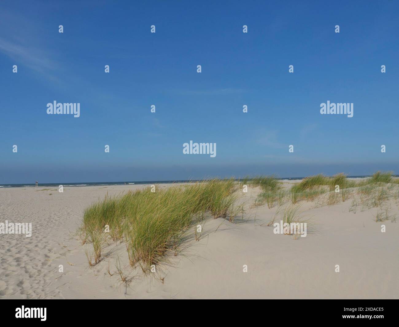 Sand dunes with long grasses under a wide blue sky, the sea in the ...