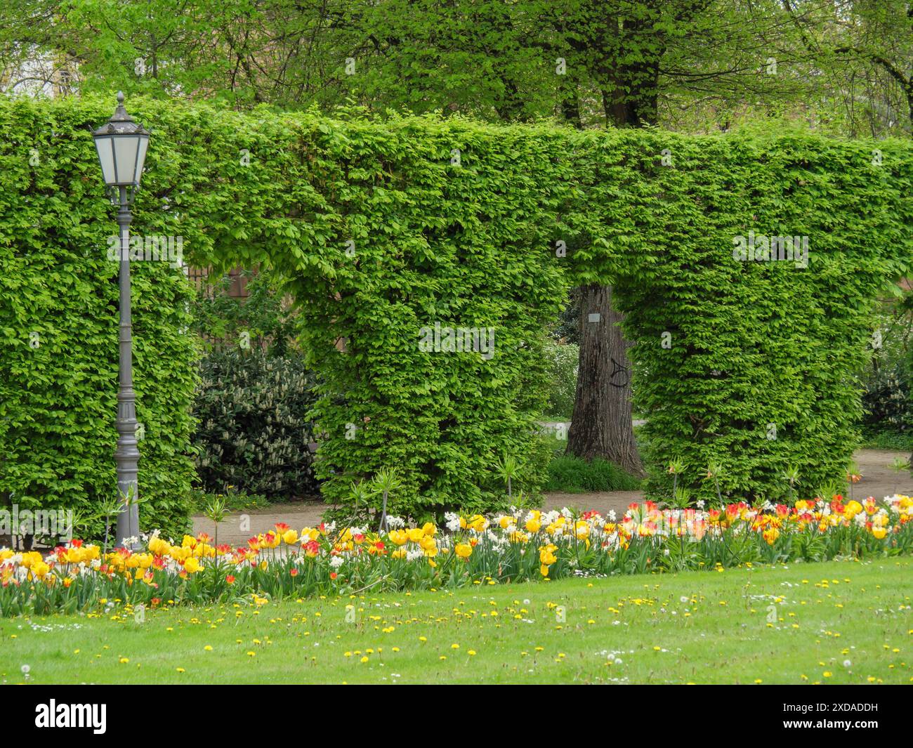 Well-kept garden with blooming flowers and a laminated hedge, trier ...