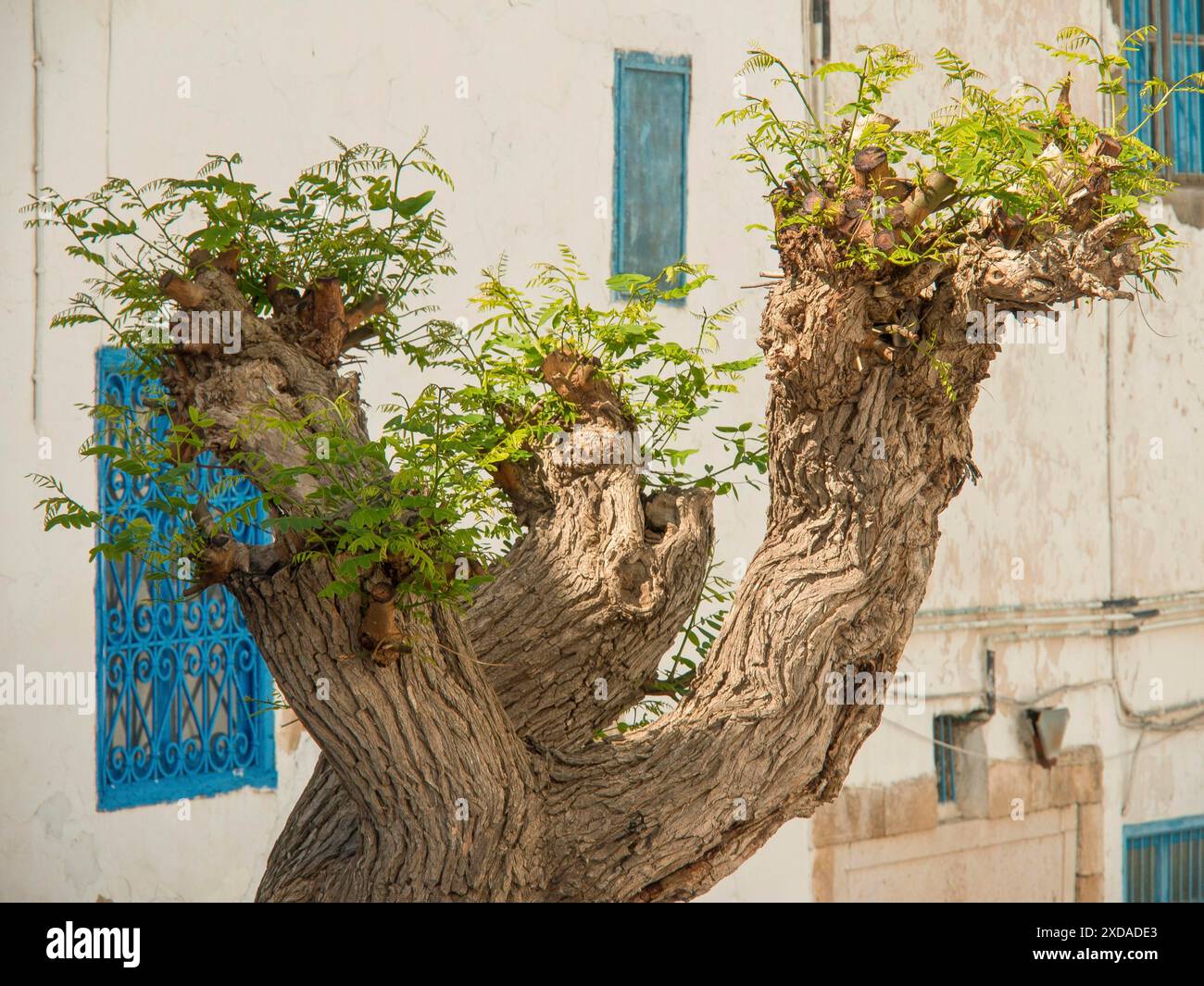 Tunis shoots hi-res stock photography and images - Alamy