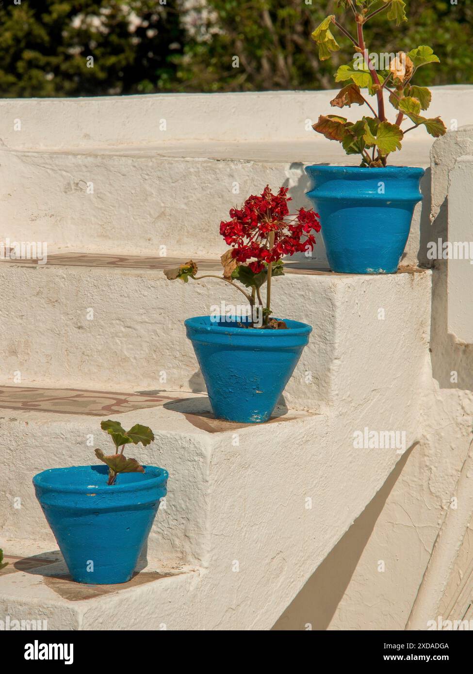 Three blue flower pots on white steps in the sun, surrounded by white ...