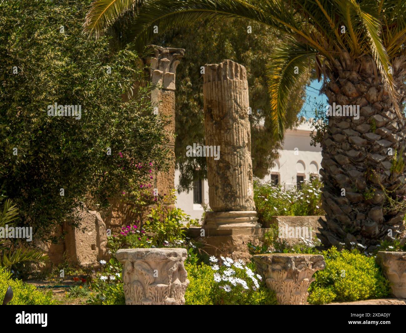 Ancient columns and ruins in a garden with lush vegetation and palm ...