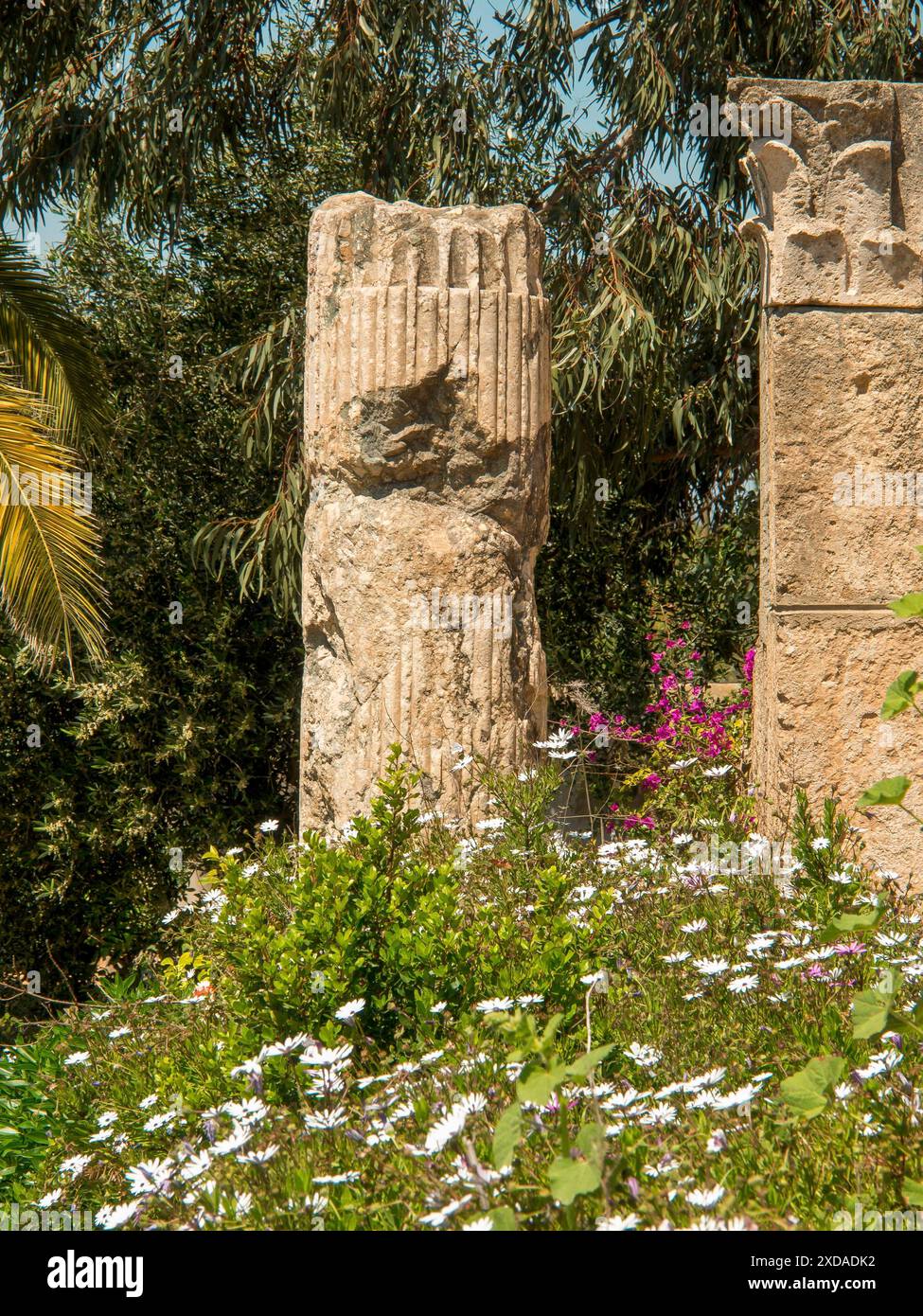 An ancient column surrounded by flowering plants and nature, Tunis ...