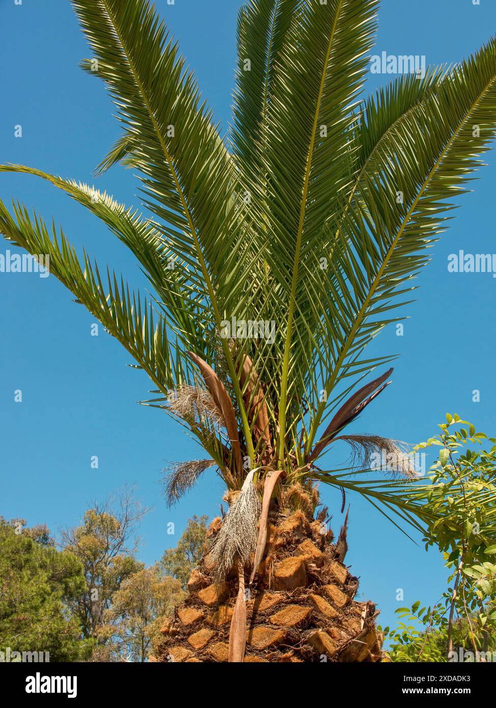 A large palm tree with sprawling green leaves against a clear blue sky ...