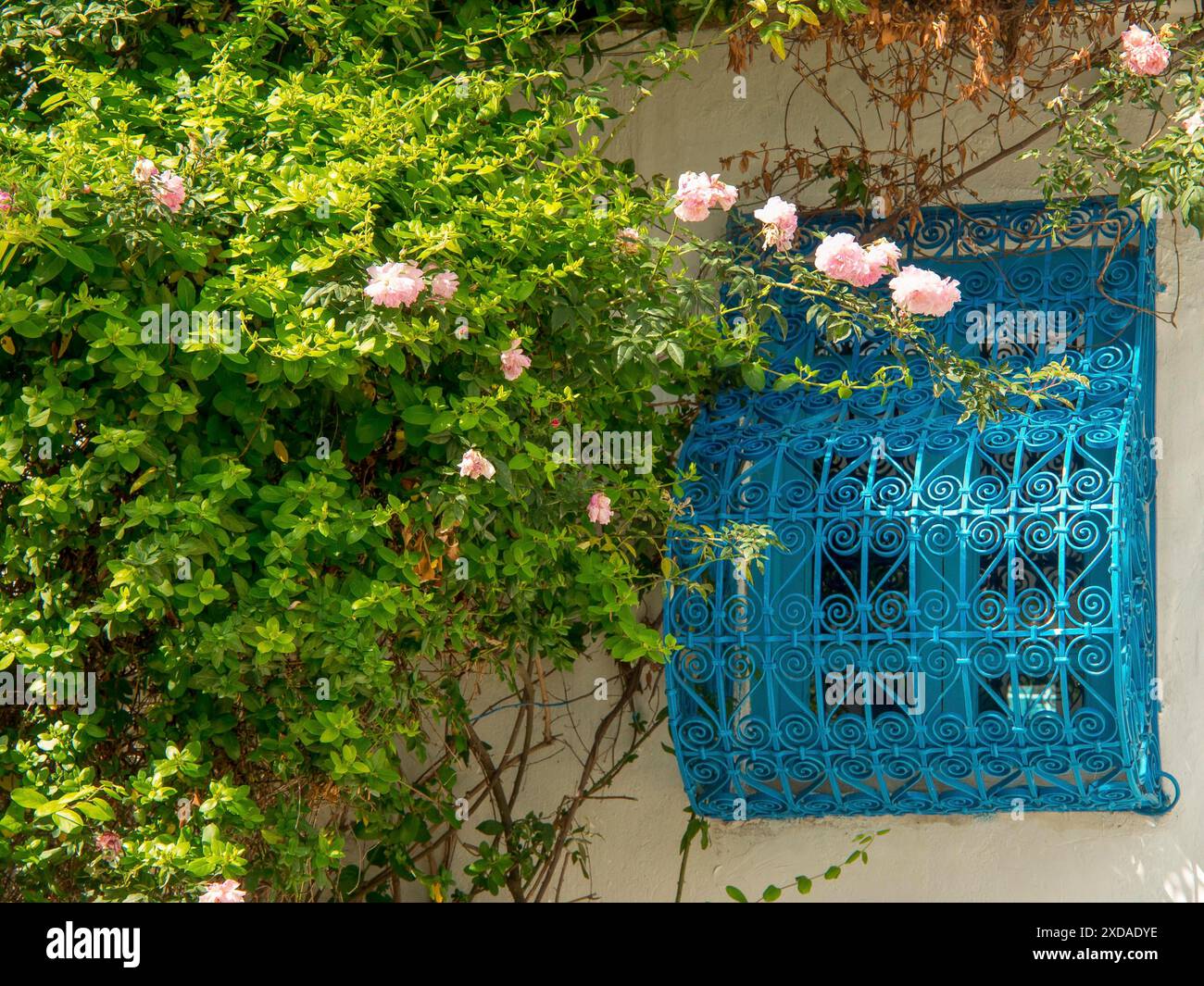 Lush rosettes hi-res stock photography and images - Alamy