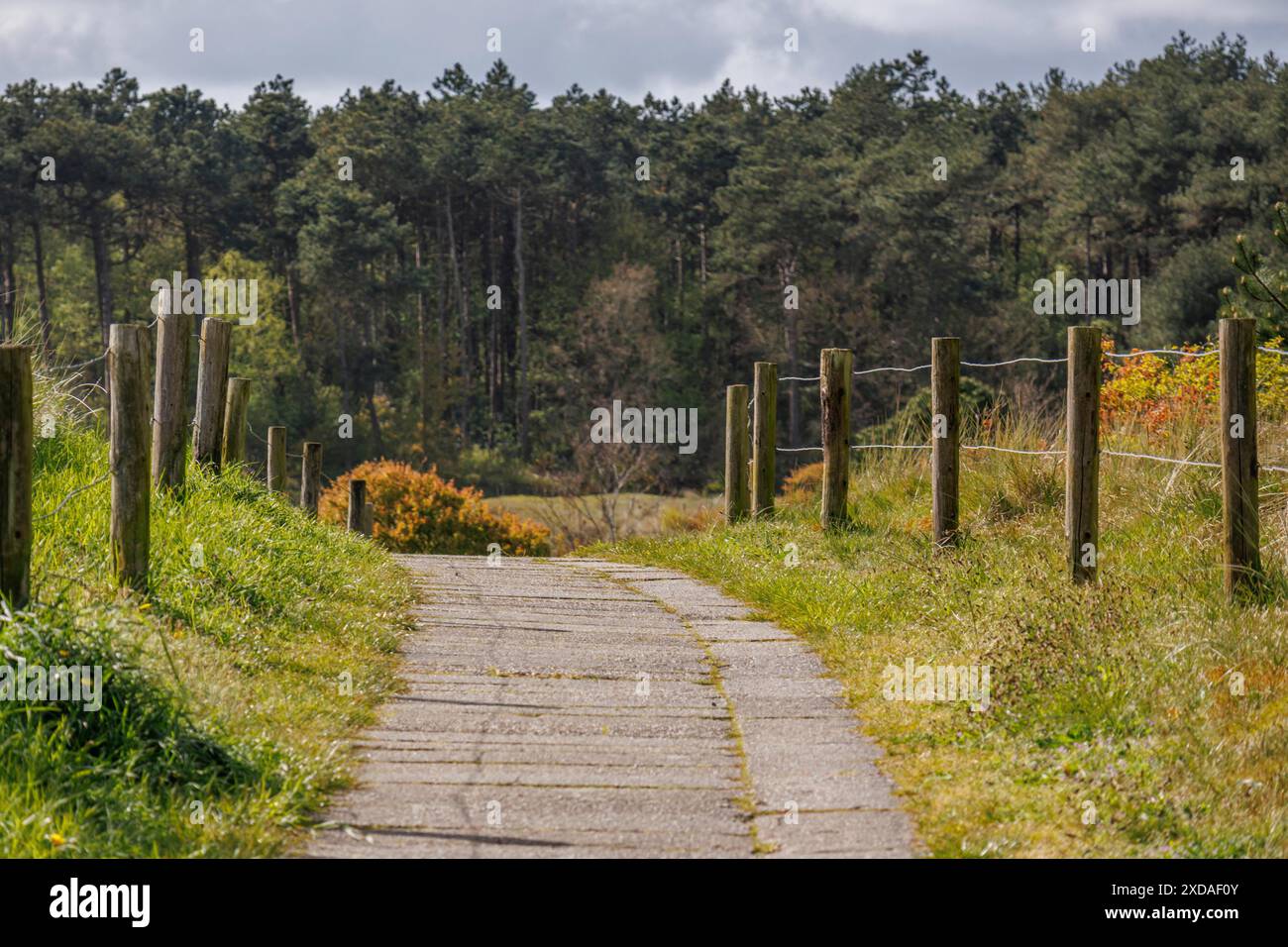 Rural path with wooden posts, surrounded by forest and green nature ...