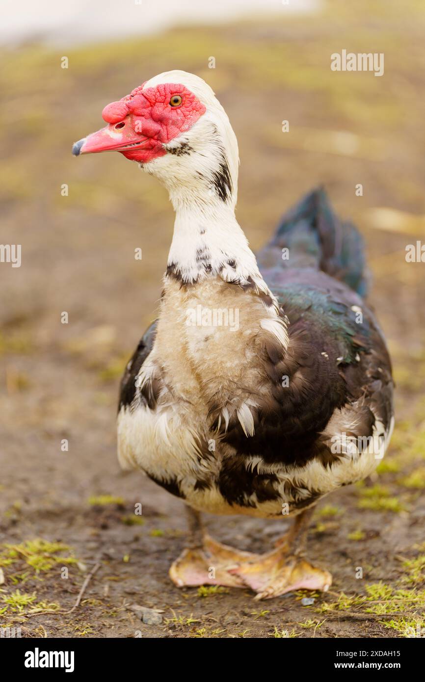 Muscovy duck is captured up close, displaying its unique plumage and ...