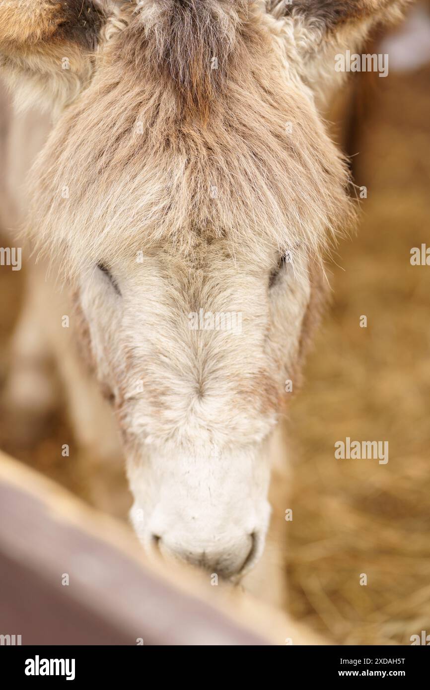 Close-up donkey gazing directly at the camera with an expression of ...