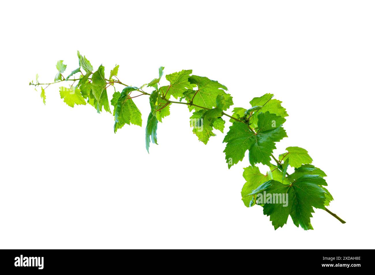 leaf vine isolates on a white background Stock Photo - Alamy
