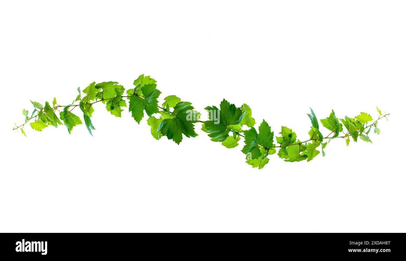 Ivy on wall Cut Out Stock Images & Pictures - Alamy