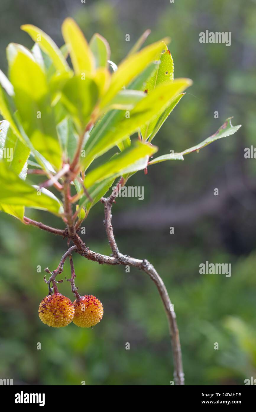 Wild fruit arbutus unedo hi-res stock photography and images - Alamy