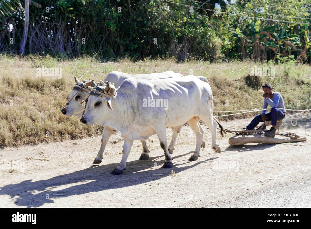 Farming rural ox oxen farming hi-res stock photography and images - Alamy