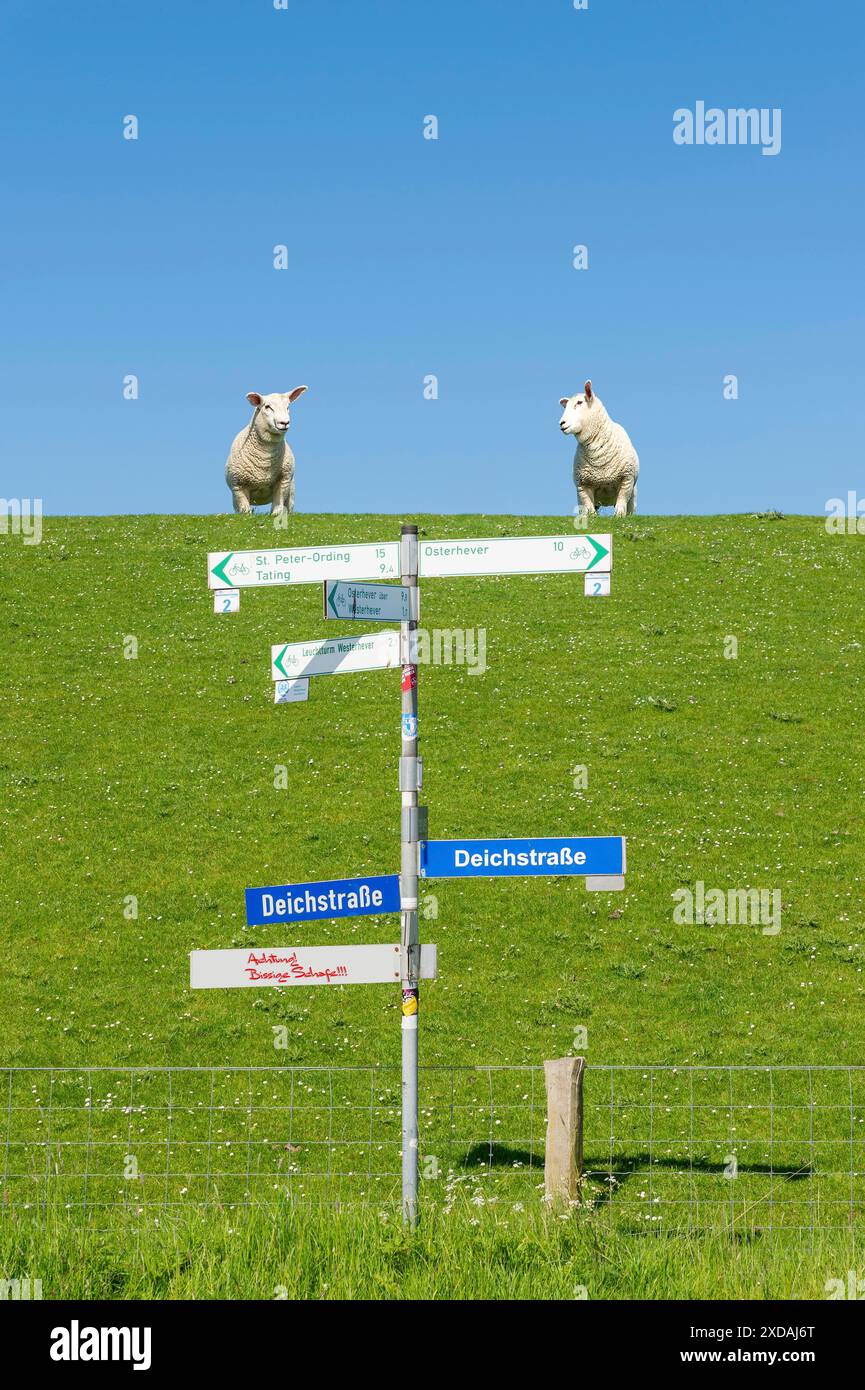 2 sheep, standing on the top of the dike, camera view, green meadow ...