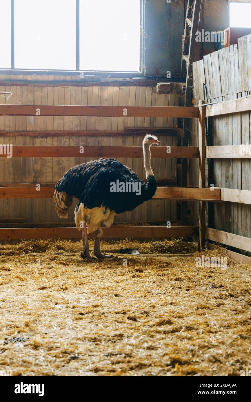 Ostrich stands tall and proud in a traditional barn setting, showcasing ...