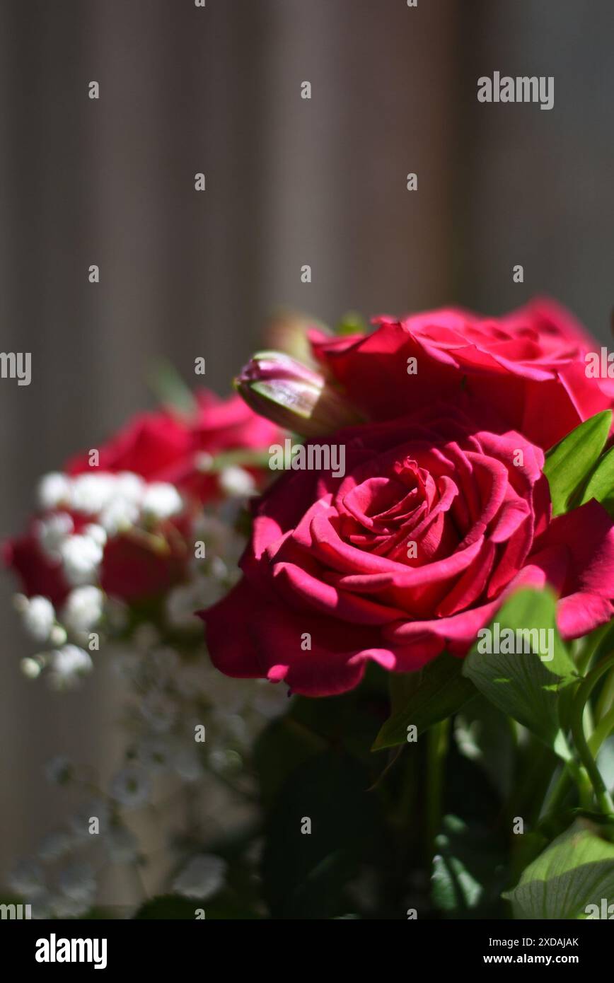 bouquet of red roses by the window, in front of curtain, light coming ...