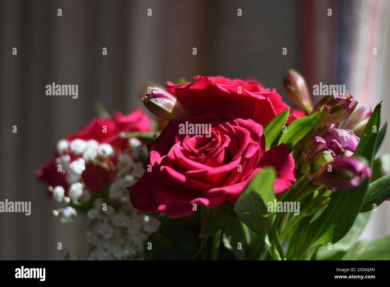 bouquet of red roses by the window, in front of curtain, light coming ...