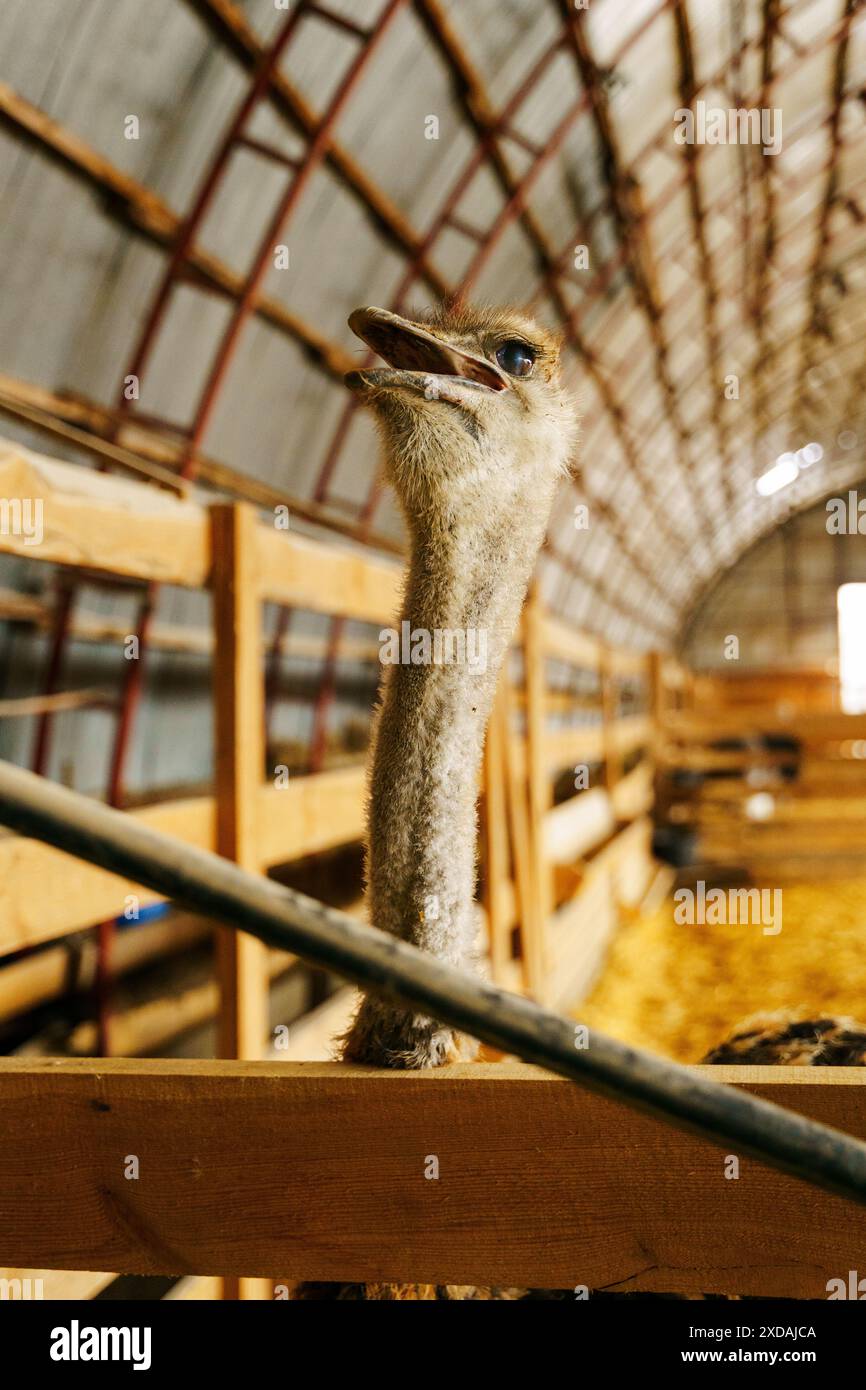 Ostrich is standing proudly in a charming barn filled with golden hay ...