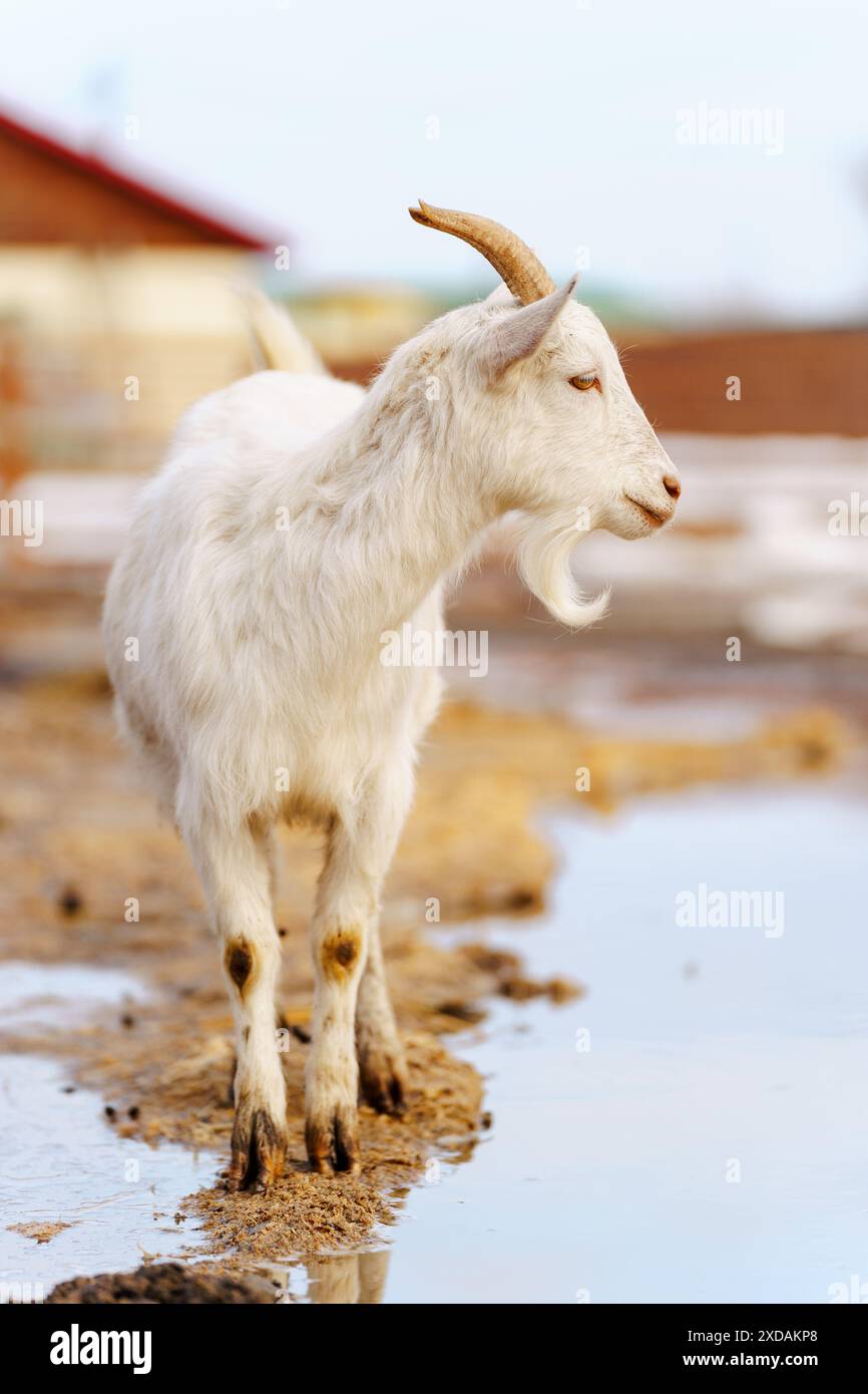 Goats seem at ease, peacefully grazing and exploring their surroundings ...