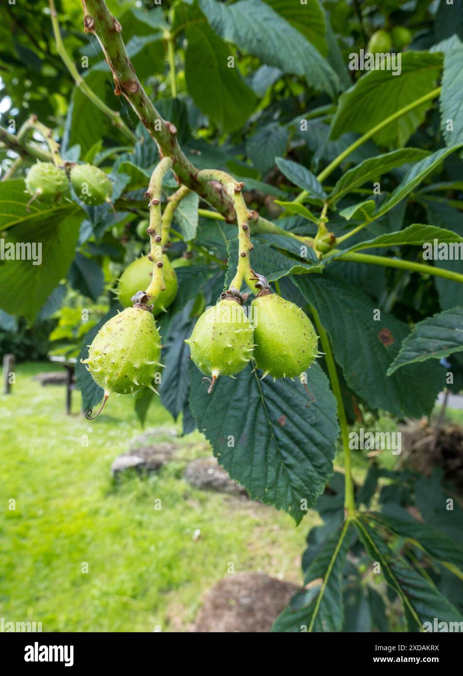 Three small Horse Chestnut seeds on stems Stock Photo - Alamy