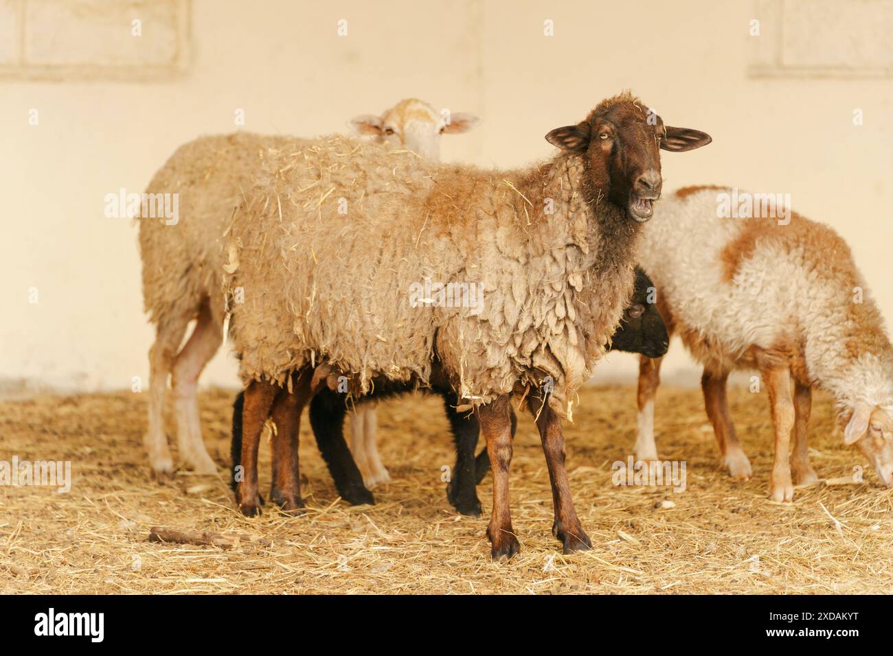 Sheep grazes on wild grass hi-res stock photography and images - Alamy