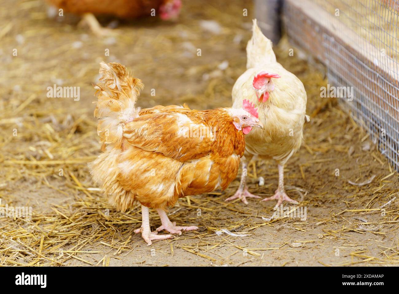 Group of chickens standing in a row, each clucking and pecking at the ...