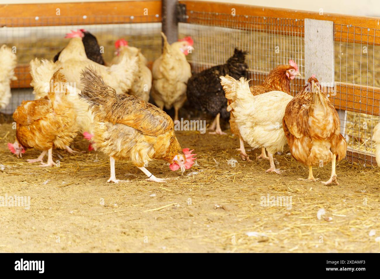 Group of chickens standing in a row, each clucking and pecking at the ...