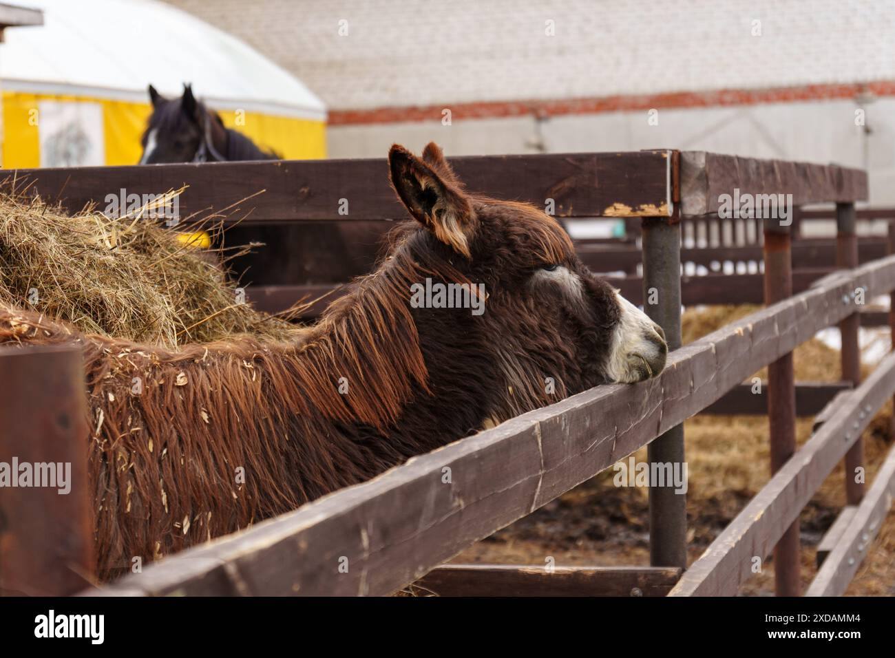 Donkey standing together on a mound of golden hay, munching on the ...