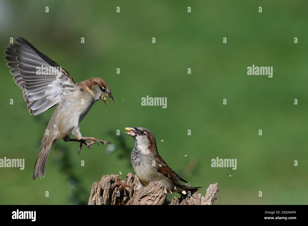 Control de plagas de aves hi-res stock photography and images - Alamy