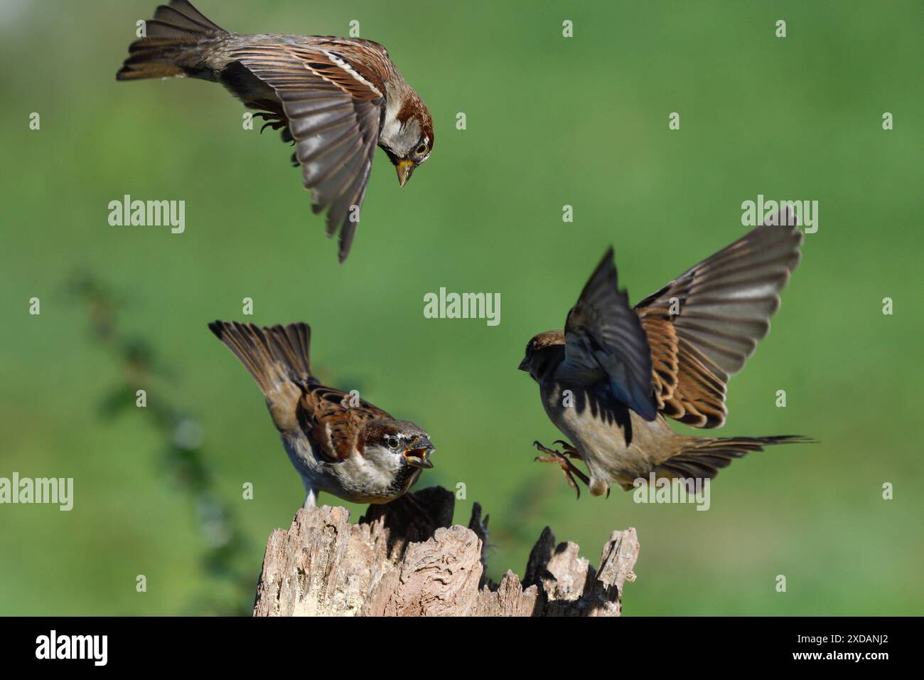 Sparrow pest control hi-res stock photography and images - Alamy