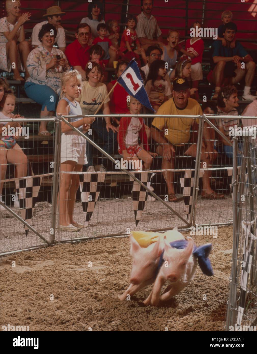 Pig racing hi-res stock photography and images - Alamy